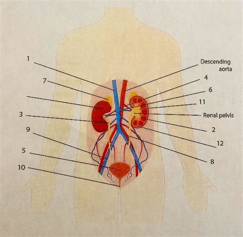 Human Urinary System Diagram Quizlet