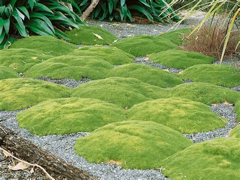 Alternative Ground Cover The Cheery Ground Cover That Is A Perfect