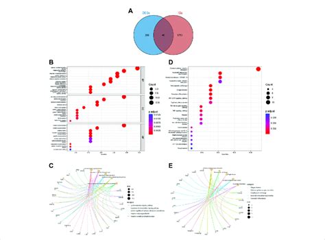 Acquisition And Functional Enrichment Analysis Of Deigs A Venn