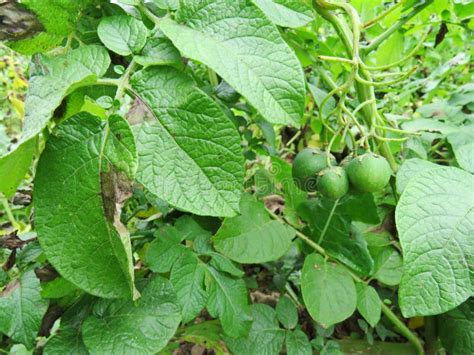 Potato Late Blight Plant Diseases Stock Photo Image Of Symptom Natural