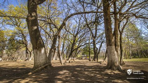 Dighomi Forest Park Georgian Travel Guide