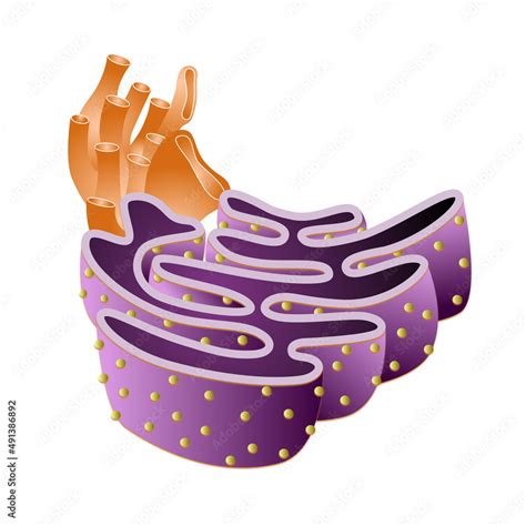 ภาพประกอบ Stock Endoplasmic Reticulum Cell Organelle Diagram Adobe Stock