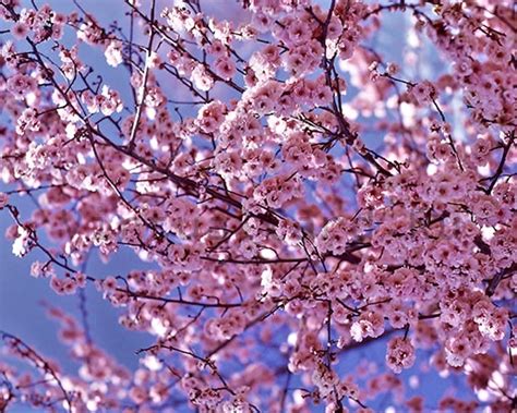 ქართული ხელნაწერების კვალდაკვალ