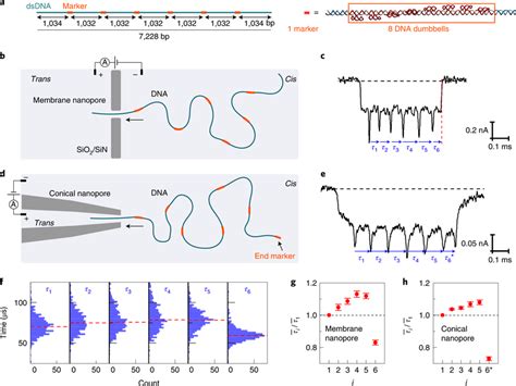 Schematic And Examples Of The Measurement Of Dna Translocation Velocity Download Scientific