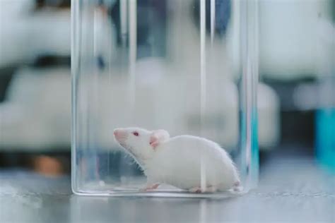 Mastering The Science Of Genetically Modified Mice Principles