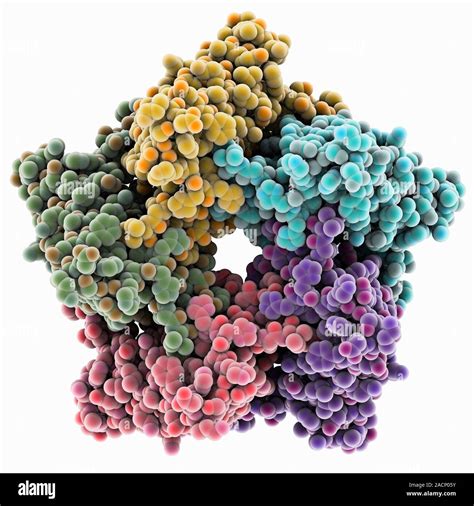 lumazine synthase molecule computer model showing the structure of a