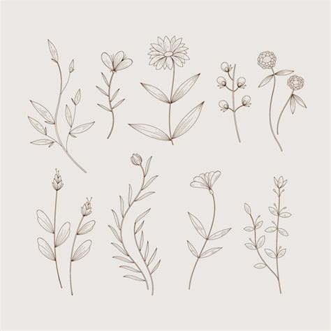 Delicate Botanical Line Art Illustrations Collection Jiffy Designs
