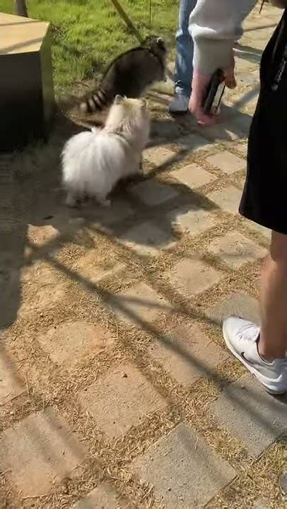 개를처음본 너구리 Vs 너구리를처음본 개 Youtube