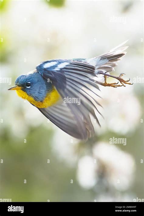 Northern Parula
