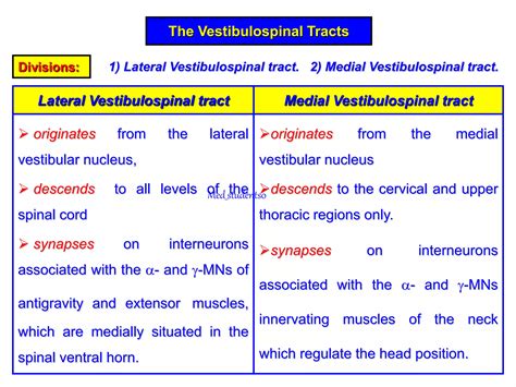 Pyramidal Extrapyramidal Pathways Ppt