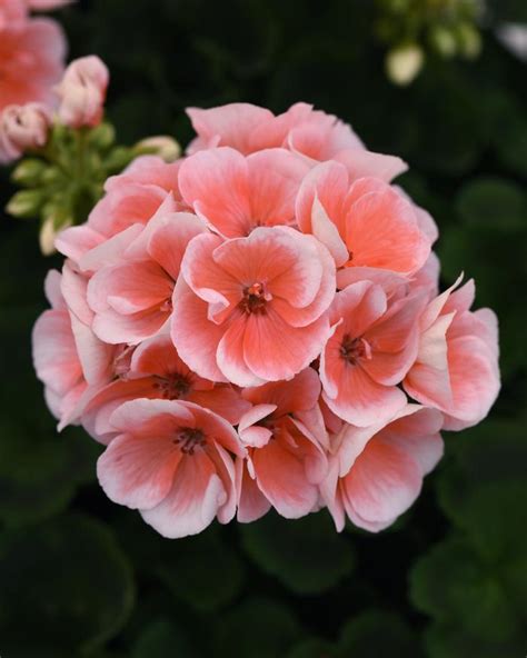 Geranium Zonal Light Salmon From Wallish Greenhouses