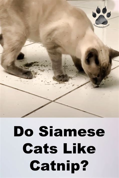 Do Siamese Cats Like Catnip A Siamese Cat Guide