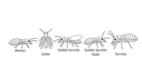Termite Termite Anatomy