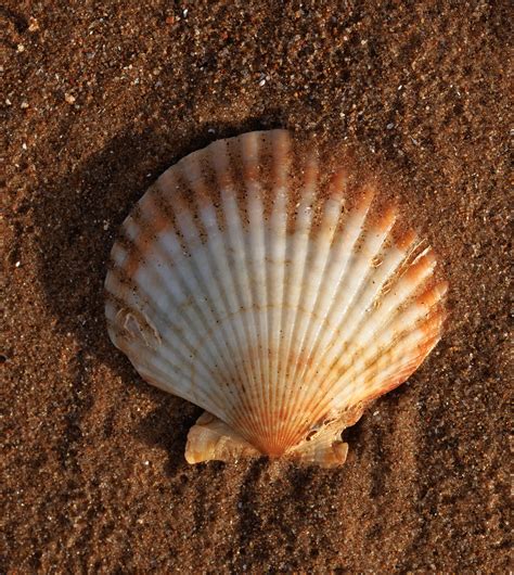 집 밖의 가리비 갈색 고운 모래 깨지기 쉬운 깨지지 않은 껍질 껍데기 껍질 패턴 디테일 레저 명상적인 모래 모래알갱이 물 바다 바다의 보트