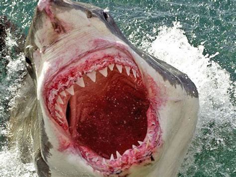 Great White Shark Attack