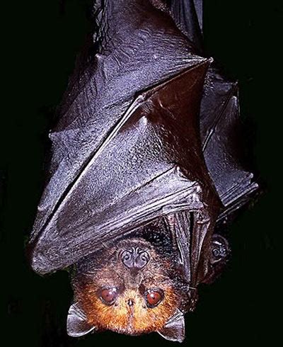 Giant Golden Crowned Flying Fox Fruit Bat Worlds Largest Bat