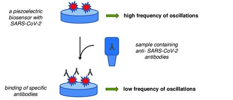Principle Of A Piezoelectric Biosensor For The Detection Of