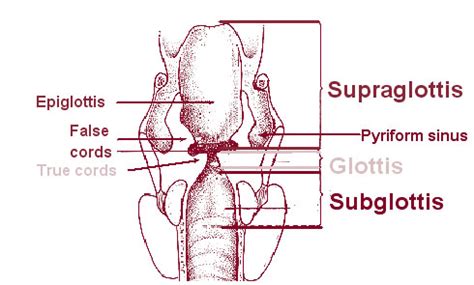 Sinus Piriforme