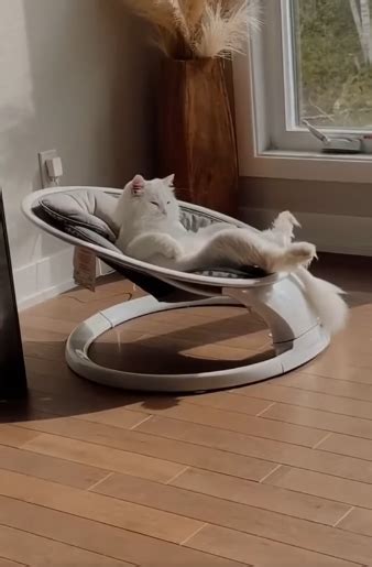 Lazy Model R Supermodelcats