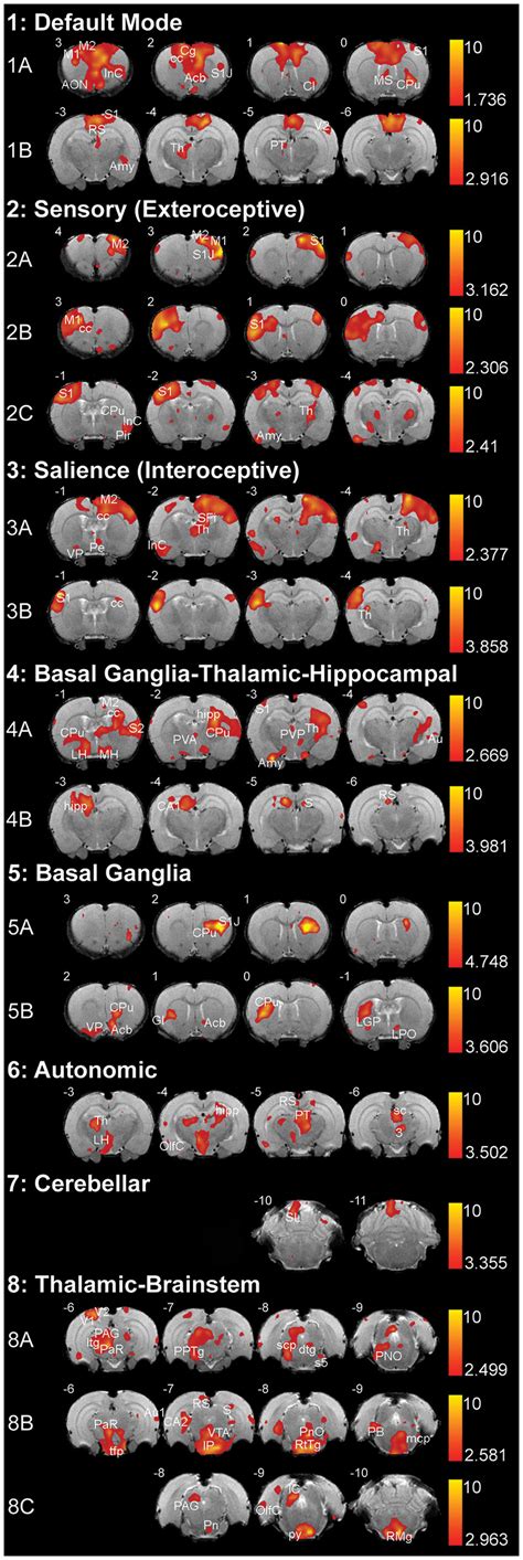 Resting State Networks In 2 Week Old Rats The Figure Illustrates Eight Download Scientific