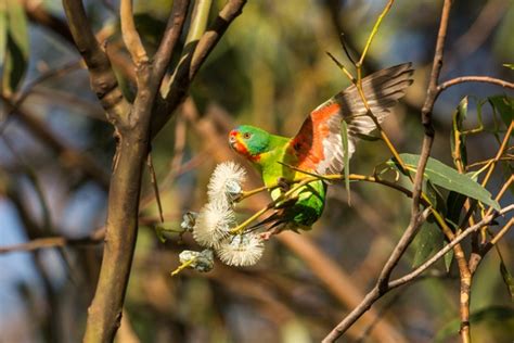 Flying In The Face Of Scientific Advice Tasmanian Government Abandons Flying In The Face Of Scientific Advice Tasmanian Government Abandons