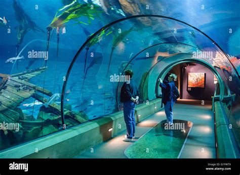 Passages Of The Deep Exhibit At The Oregon Coast Aquarium Newport