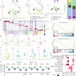 The ScRNA Seq Profiling Of T NK Cells In Paired PL And LM A Uniform Download Scientific