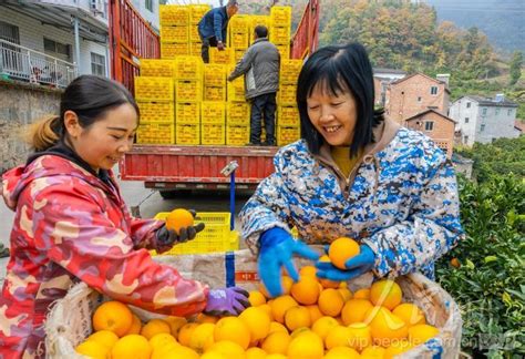 湖北秭归：脐橙飘香助增收 人民图片网