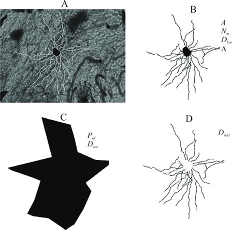 A A Multipolar Neuron In Gray Scale With A Delineated Body And A