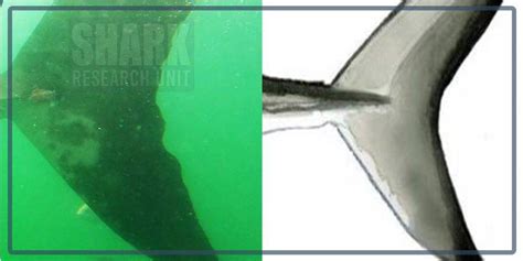 White Shark Photo Identification Project Great White Shark Caudal Rhs