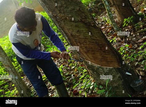 Workers Tap Rubber Trees In The Rubber Plantation Area In The Talang Kemang Plantation