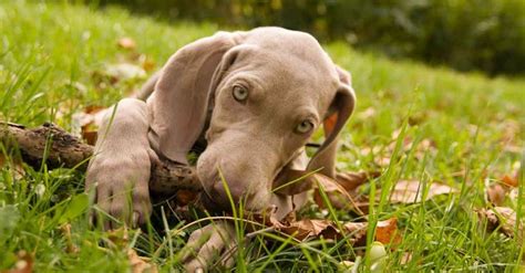 Patching And Repairing Grass Seed Mixtures