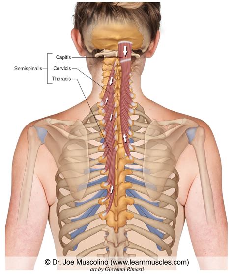 Semispinalis Learn Muscles