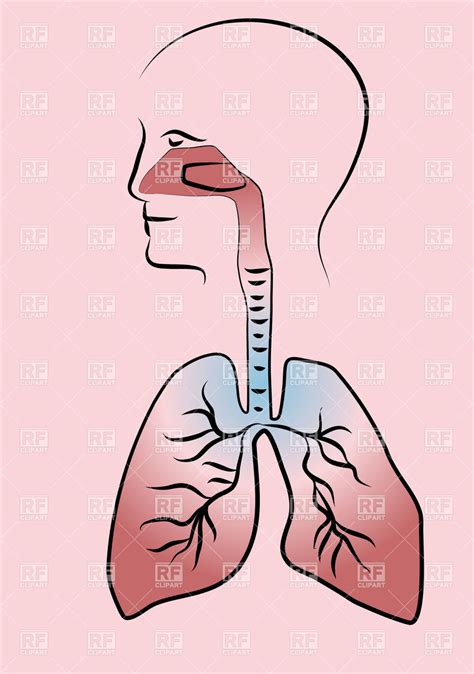 Respiratory System Clipart And Respiratory System Clip Art Images