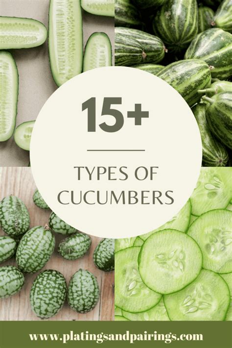 English Cucumber Types At Bridget Huizenga Blog