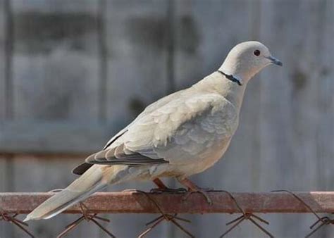 Exploring 50 Bird Species And The Sounds They Make