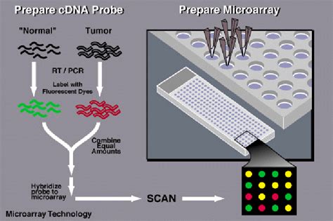 overview of a two colour gene expression experiment picture from