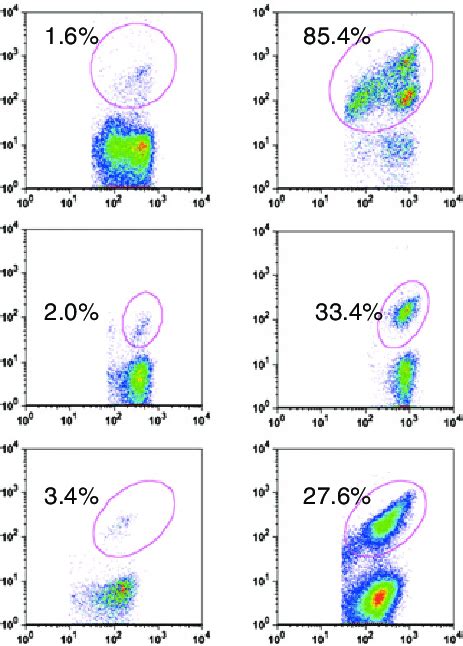 Cmv Pp65 Rna Pulsed Mature Dendritic Cells Induce Robust Activation Of Download Scientific