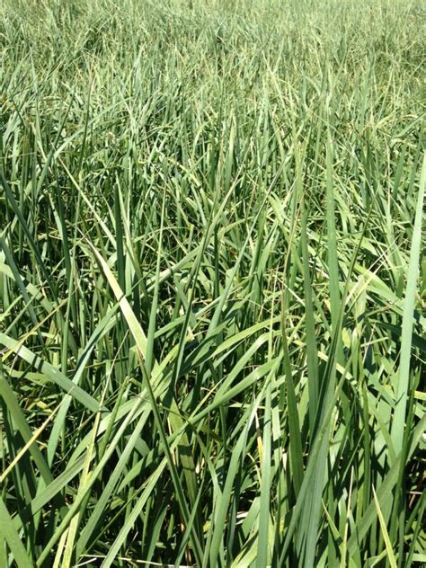 Hulk Tall Wheatgrass Palatable Salt And Alkali Tolerant Grass