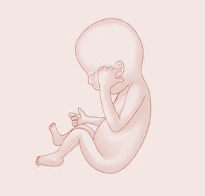 20 Weeks Pregnant During Pregnancy