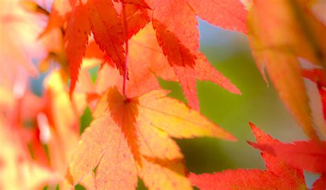 Pfp Web Redleafsillouettes Trees