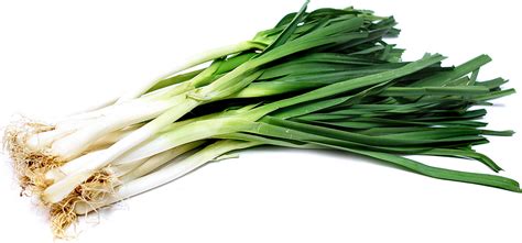 Collection Of Leek Png Pluspng