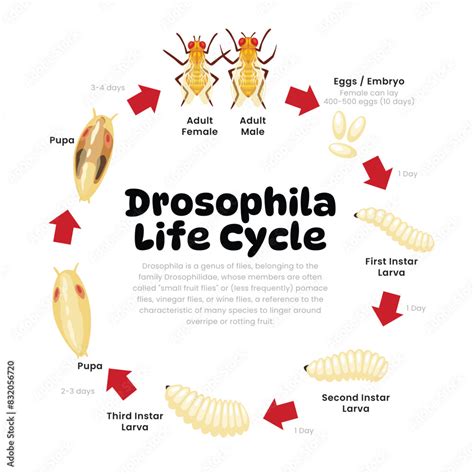Poster Drosophila Or Fruit Flies Life Cycle Diagram For Science Education Development Process