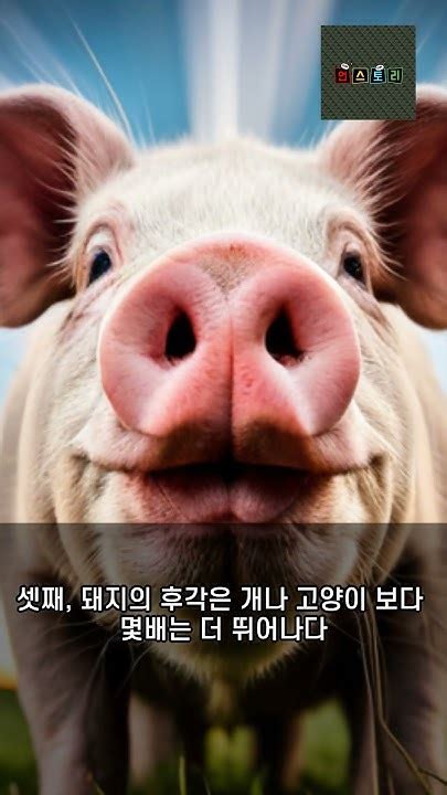 [언스토리] 체지방률 15 인 돼지 강아지보다 냄새를 잘맡는 돼지 우리가 모르는 돼지의 비밀 Youtube