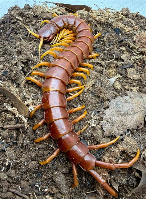 Scorpions Centipedes And Rare Arachnids For Sale — Vinegaroons