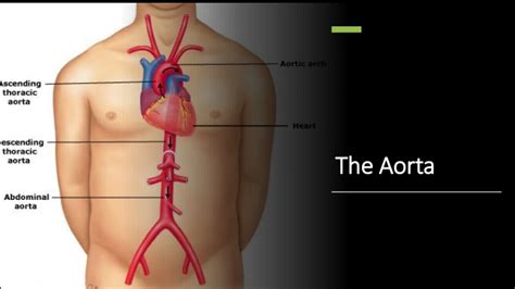 The Aorta And Its Function In The Human Body Ppt Slideorbit