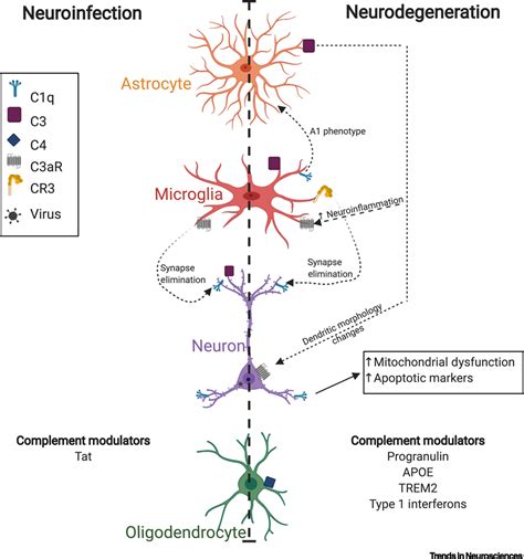 Neuroprotective versus Neuroinflammatory Roles of Complement: From Development to Disease - PMC