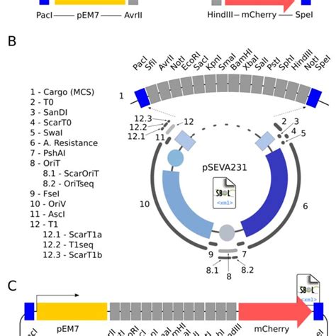 Workflow For An End To End Synthetic Biology Use Case The Description