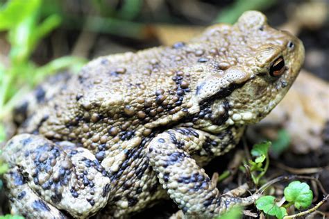 100 Free Bufo Bufo And Toad Images Pixabay