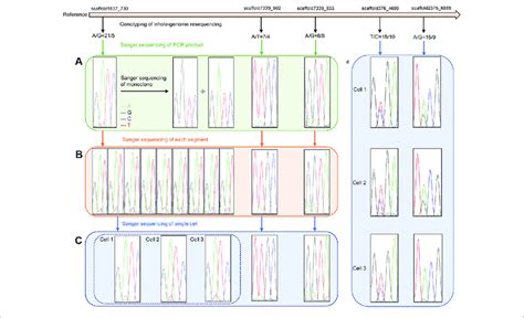 Verification Results Of Heterozygous Snps A Sanger Sequencing Download Scientific Diagram